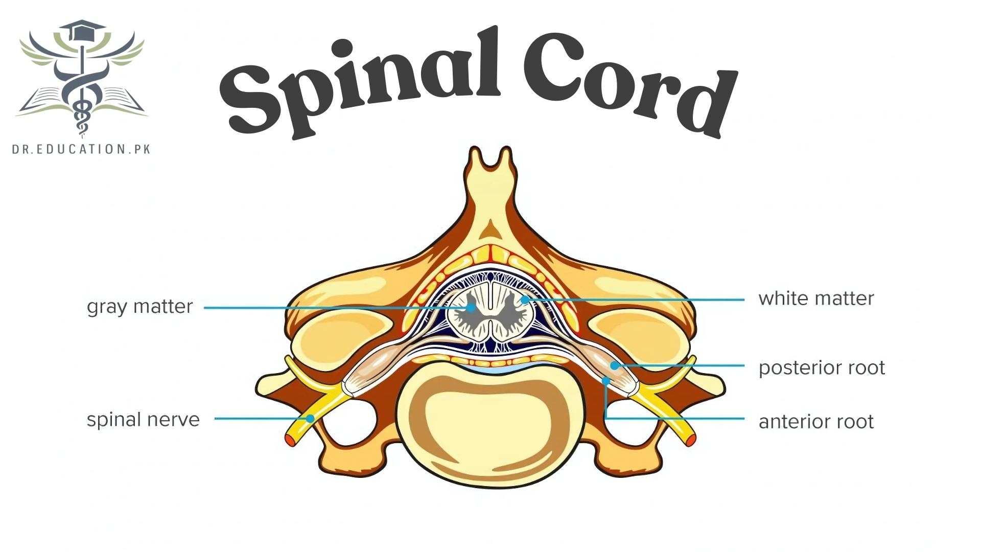 Overview Spinal Cord Anatomy And Functions Dr Education